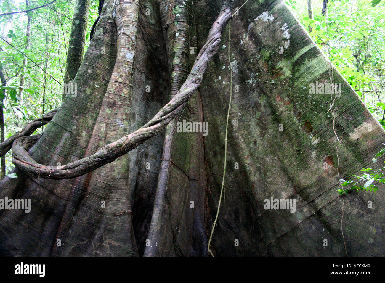 Tree trunk base Stock Photo - Alamy