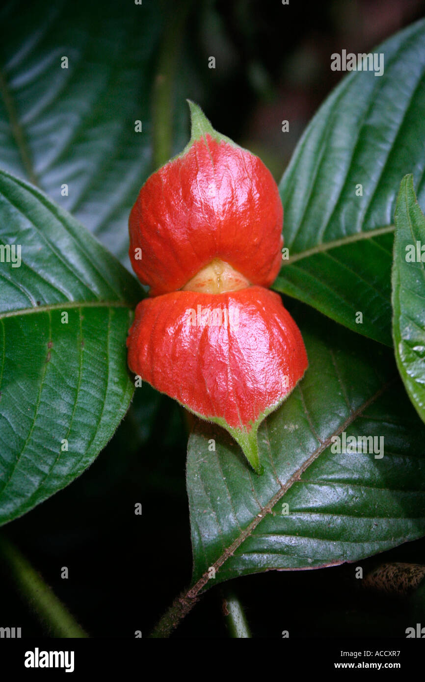Hot lips flower Stock Photo - Alamy