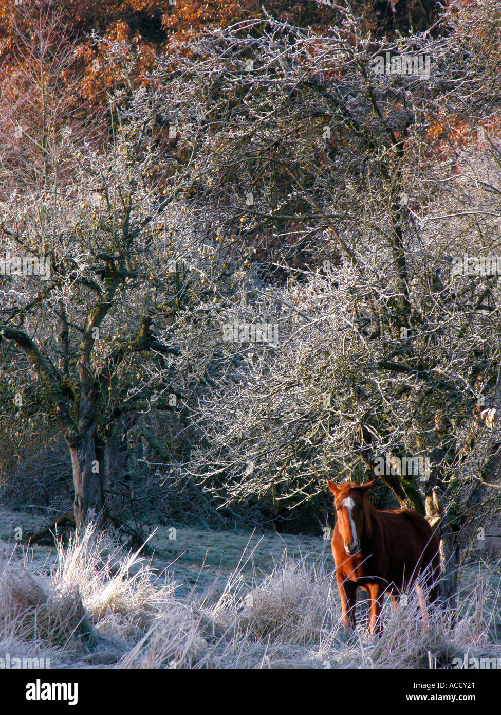Appletrees hi-res stock photography and images - Alamy