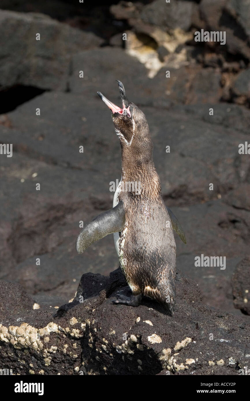 Galapagos penguin calling Stock Photo - Alamy