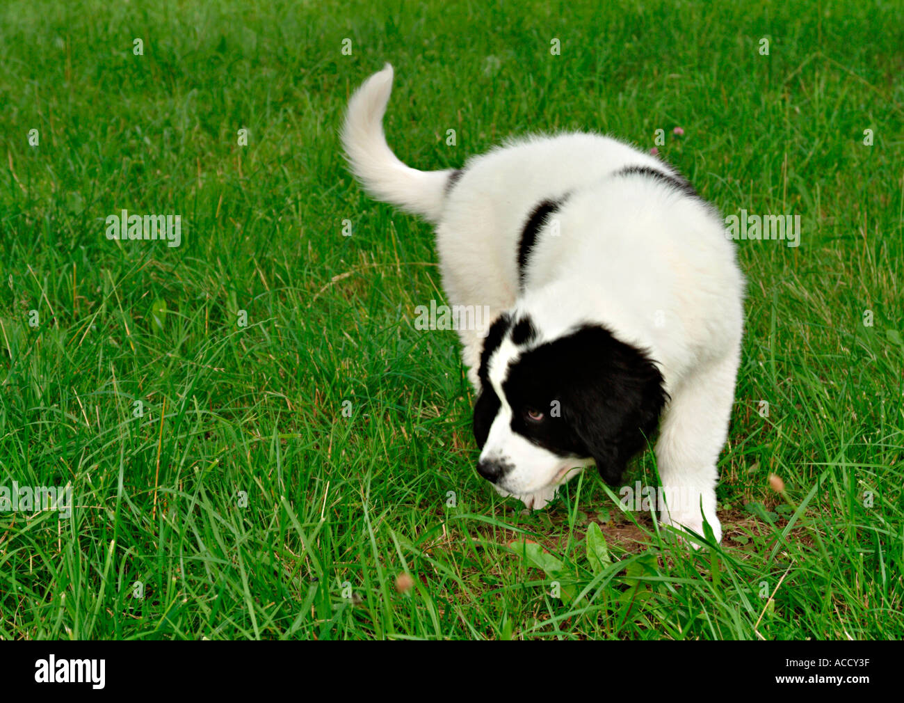 Landseer puppy hi-res stock photography and images - Alamy