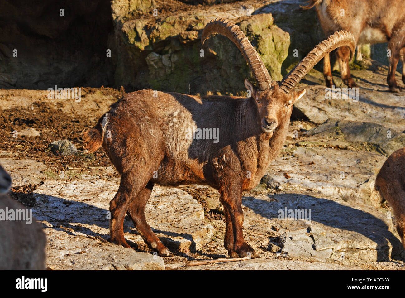 Alpen-Steinbock, Capra ibex Stock Photo - Alamy