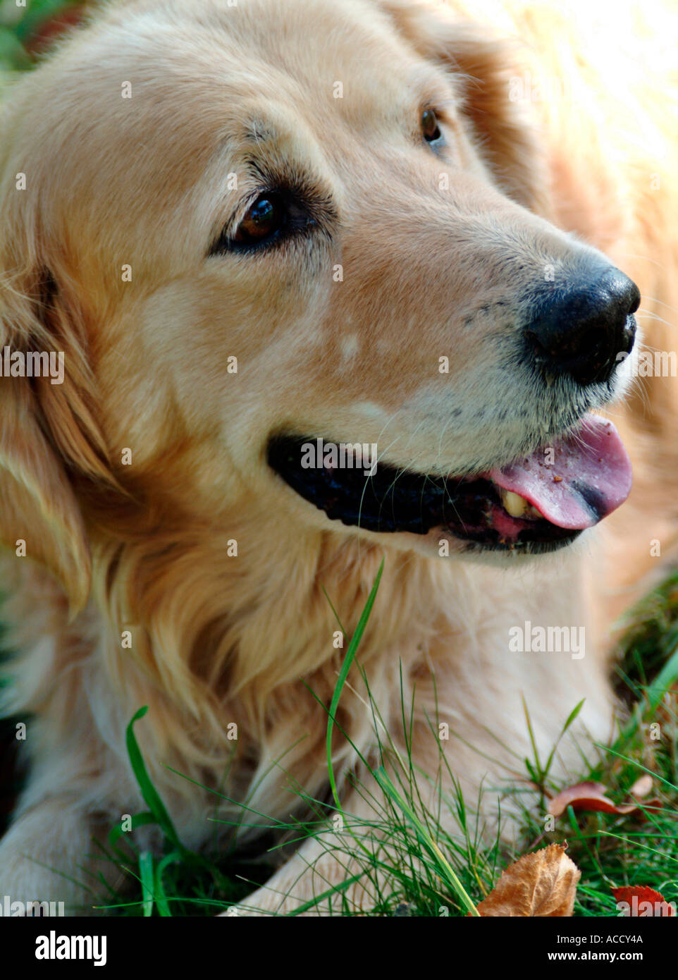 Golden retriver hi-res stock photography and images - Alamy