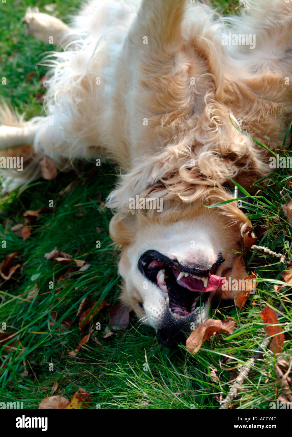 Dogs rolling in grass hi-res stock photography and images - Alamy