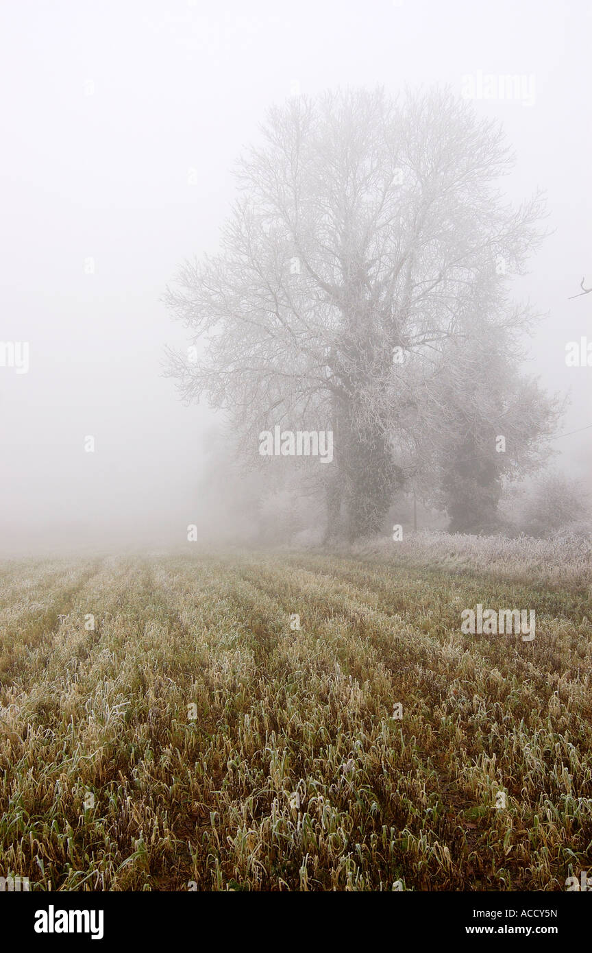 Trees in Mist Norfolk Stock Photo - Alamy