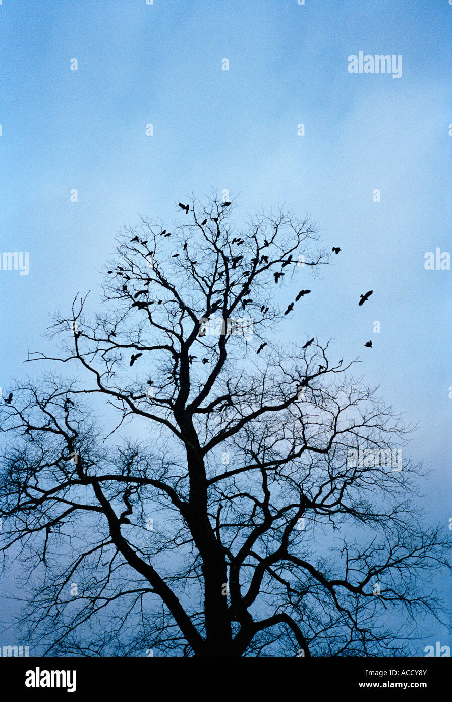 Silhouette birds in tree hi-res stock photography and images - Alamy