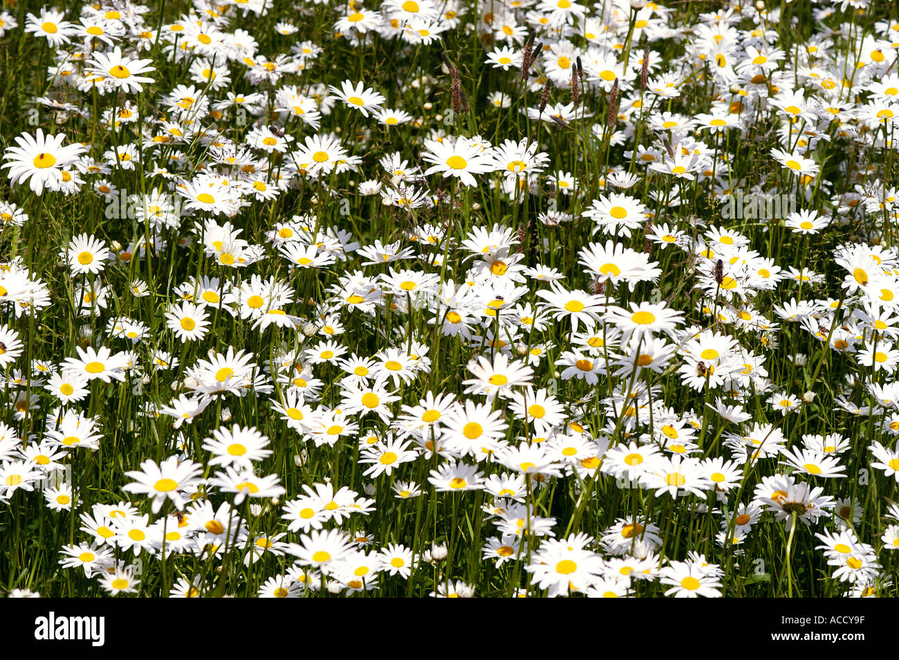 Bellis perennis common Daisy Stock Photo - Alamy