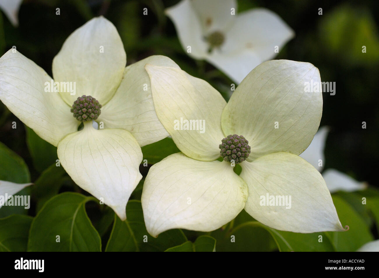 Cornus Chinese dogwood Stock Photo - Alamy