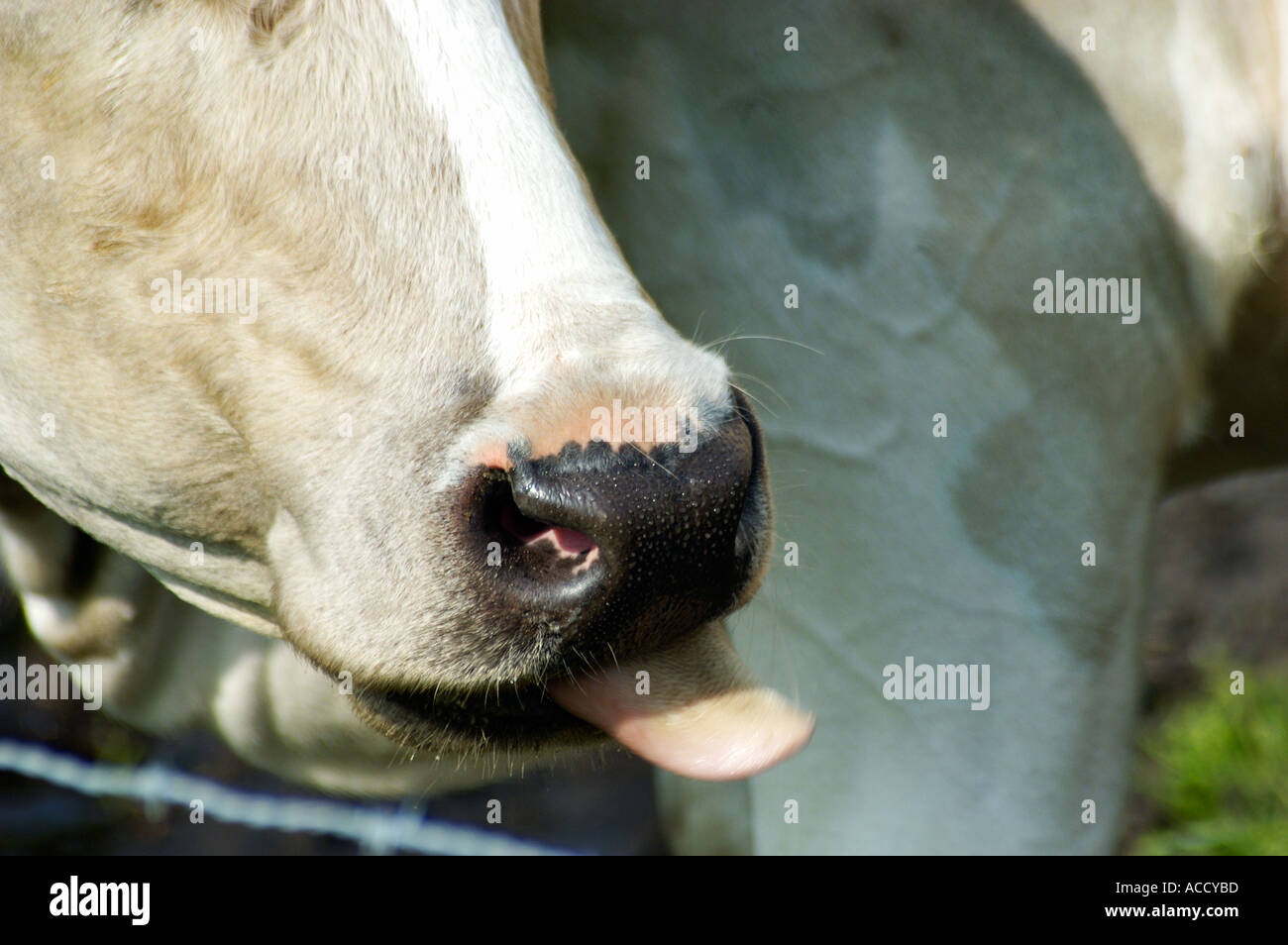 Cow tongue hi-res stock photography and images - Alamy