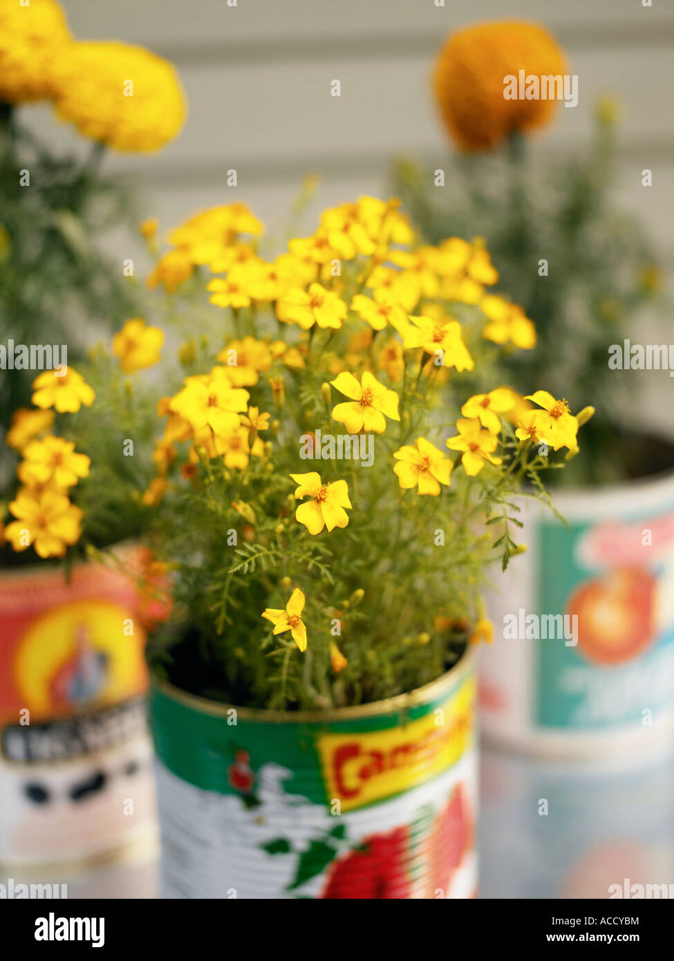 Flowers planted in cans Stock Photo - Alamy
