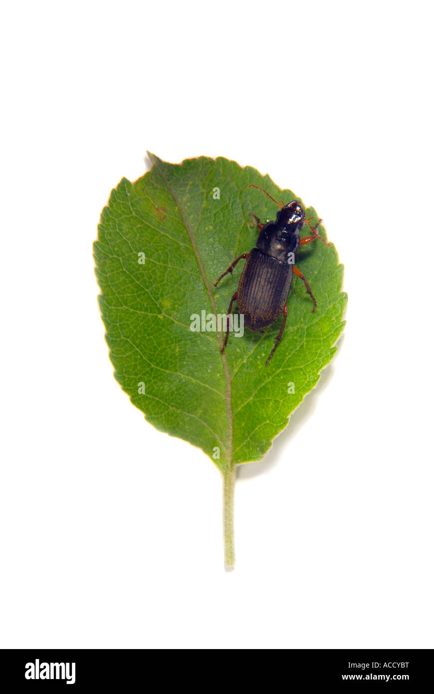 Beatle Leaf Cut Out Stock Images & Pictures - Alamy
