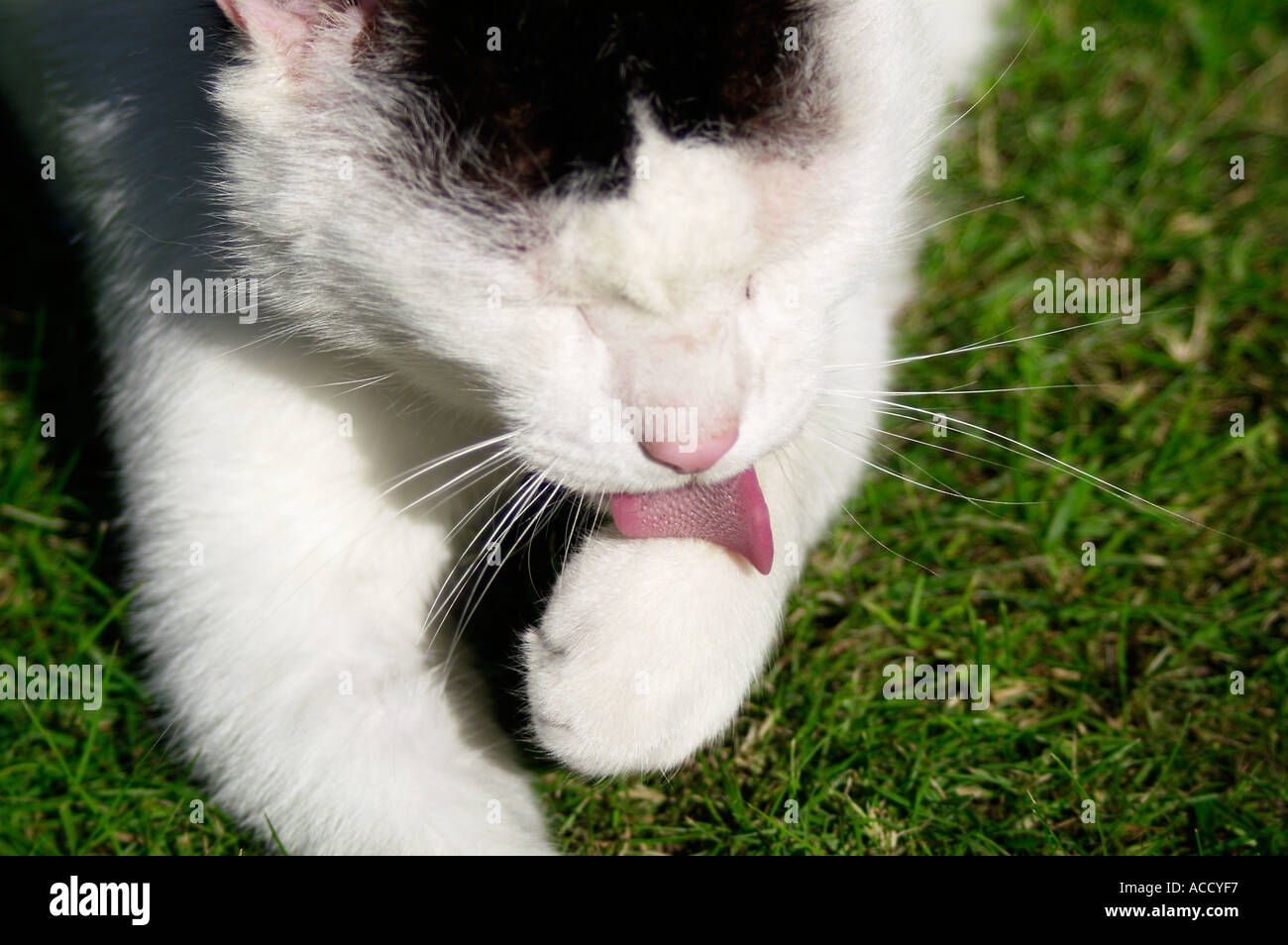 Cheeky cats hi-res stock photography and images - Alamy