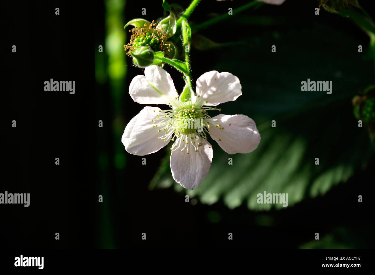 Bramble blossum hi-res stock photography and images - Alamy