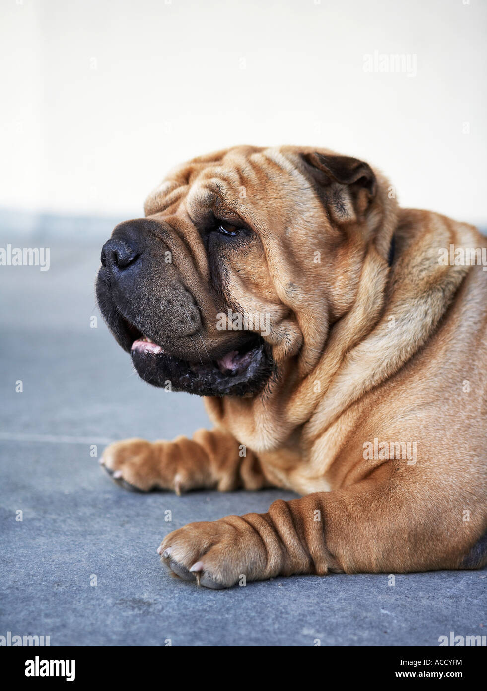A tired dog Stock Photo - Alamy