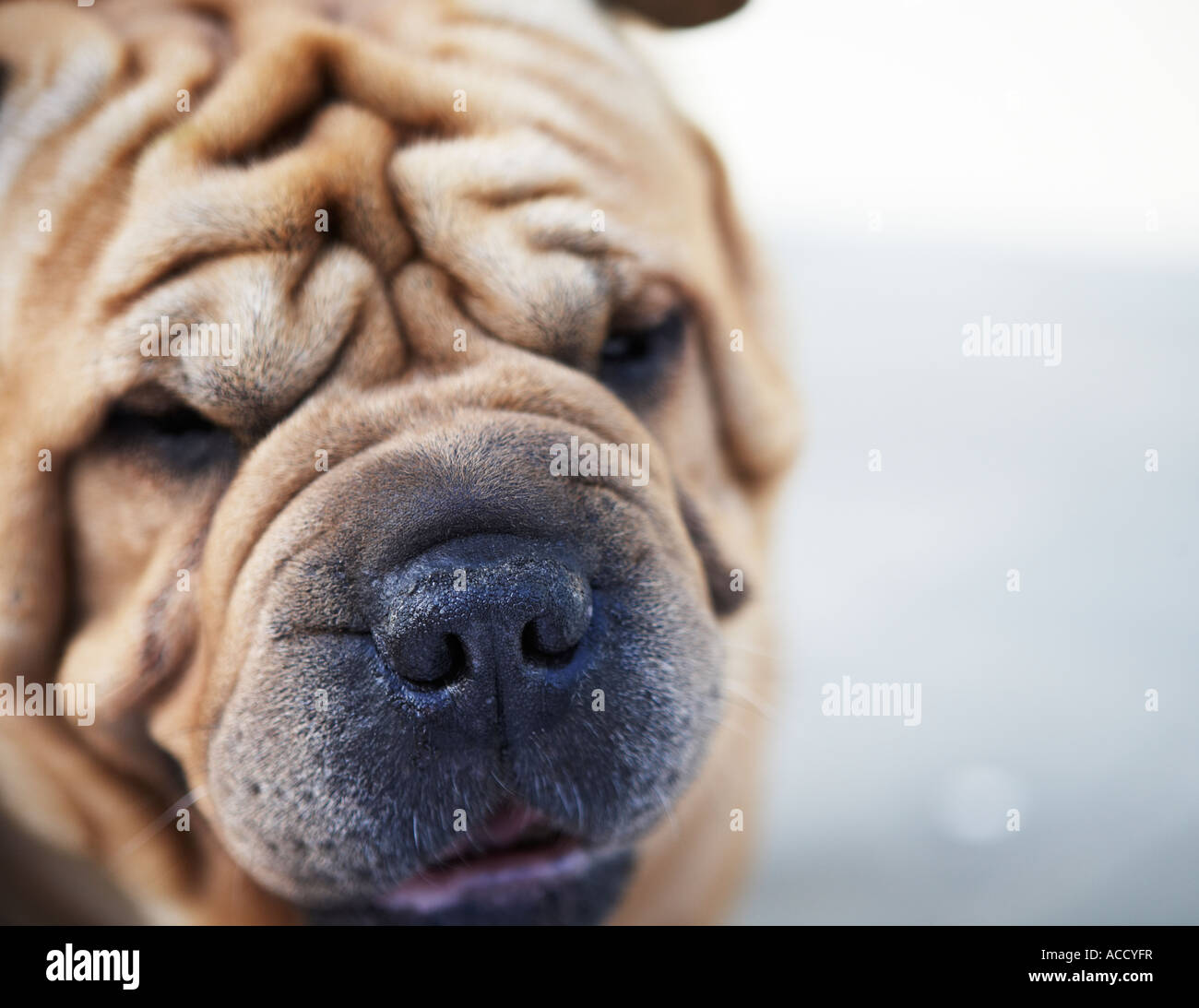 A dog close-up Stock Photo - Alamy