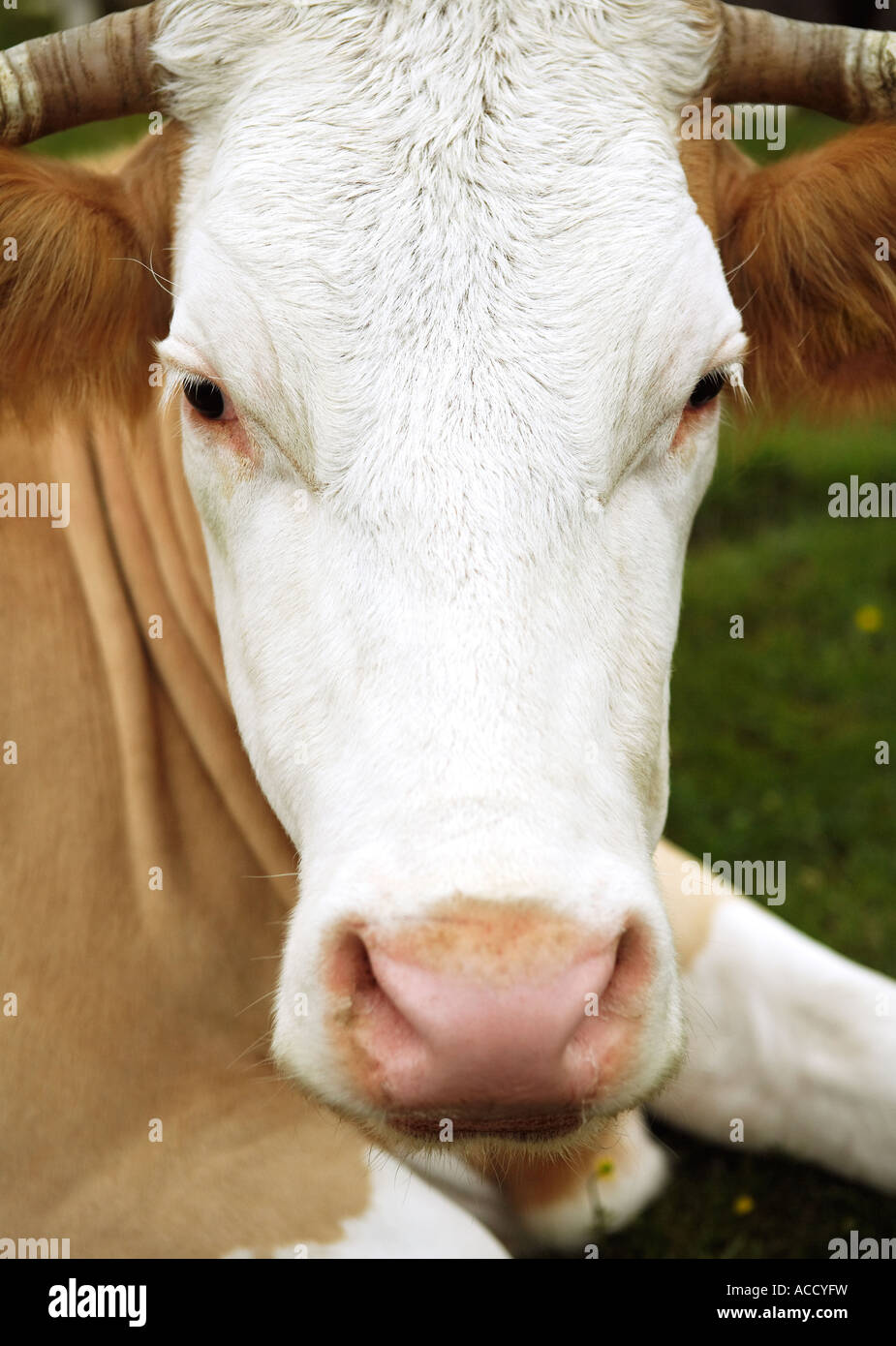 Close-up on a cow Stock Photo - Alamy