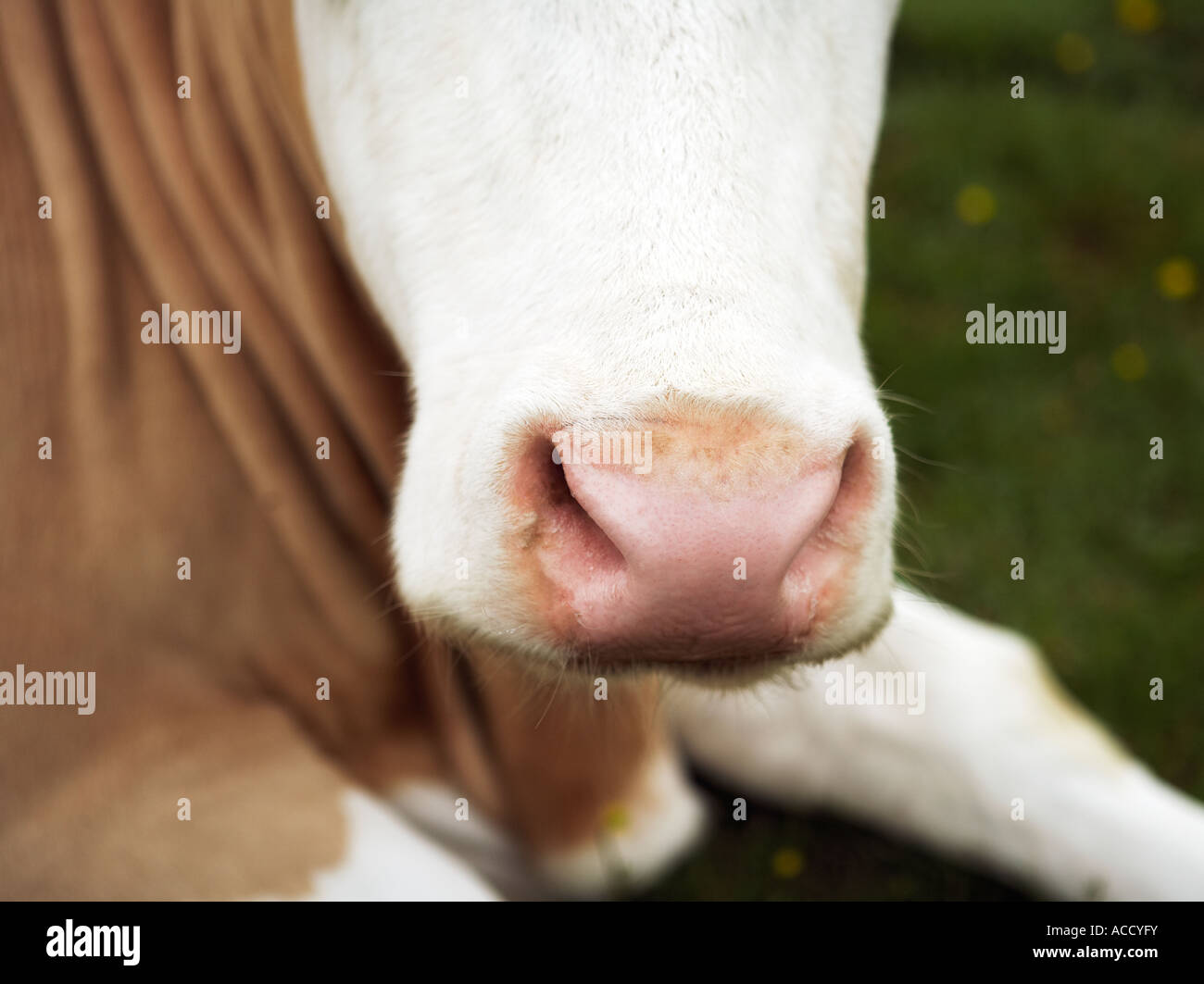 Close-up of the muzzle on a cow Stock Photo - Alamy