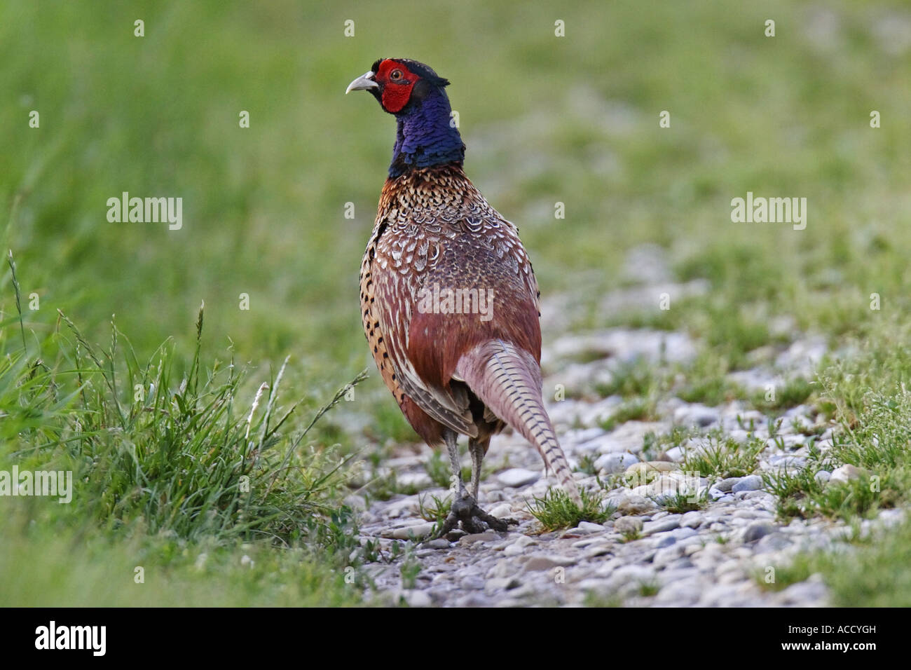 Fasan, Phasianus colchicus Stock Photo - Alamy