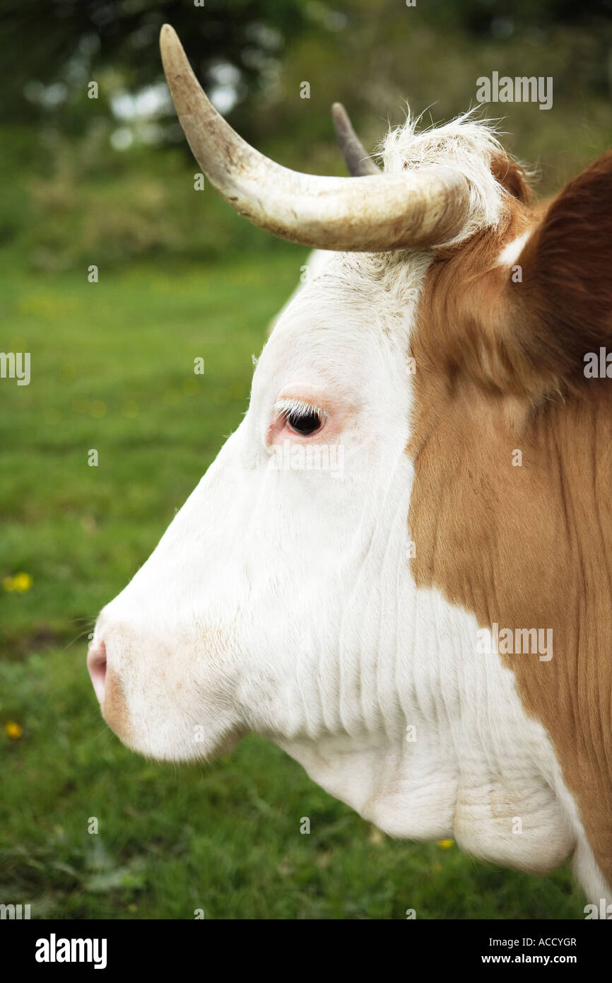 A bull close-up Stock Photo - Alamy