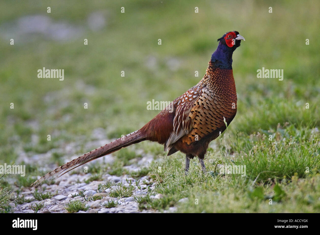 Feld fasan hi-res stock photography and images - Alamy