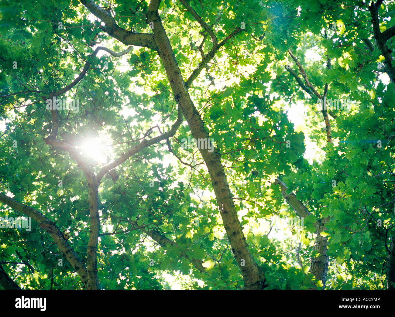 Sunlight through oak leaves Stock Photo - Alamy