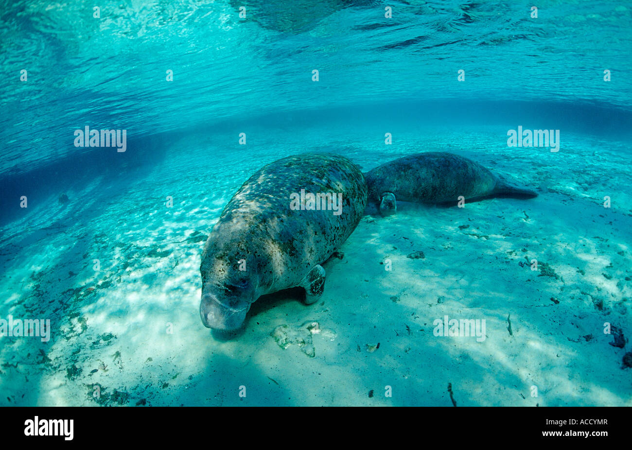 West Indian Manatee Mother and calf Trichechus manatus latirostris USA ...