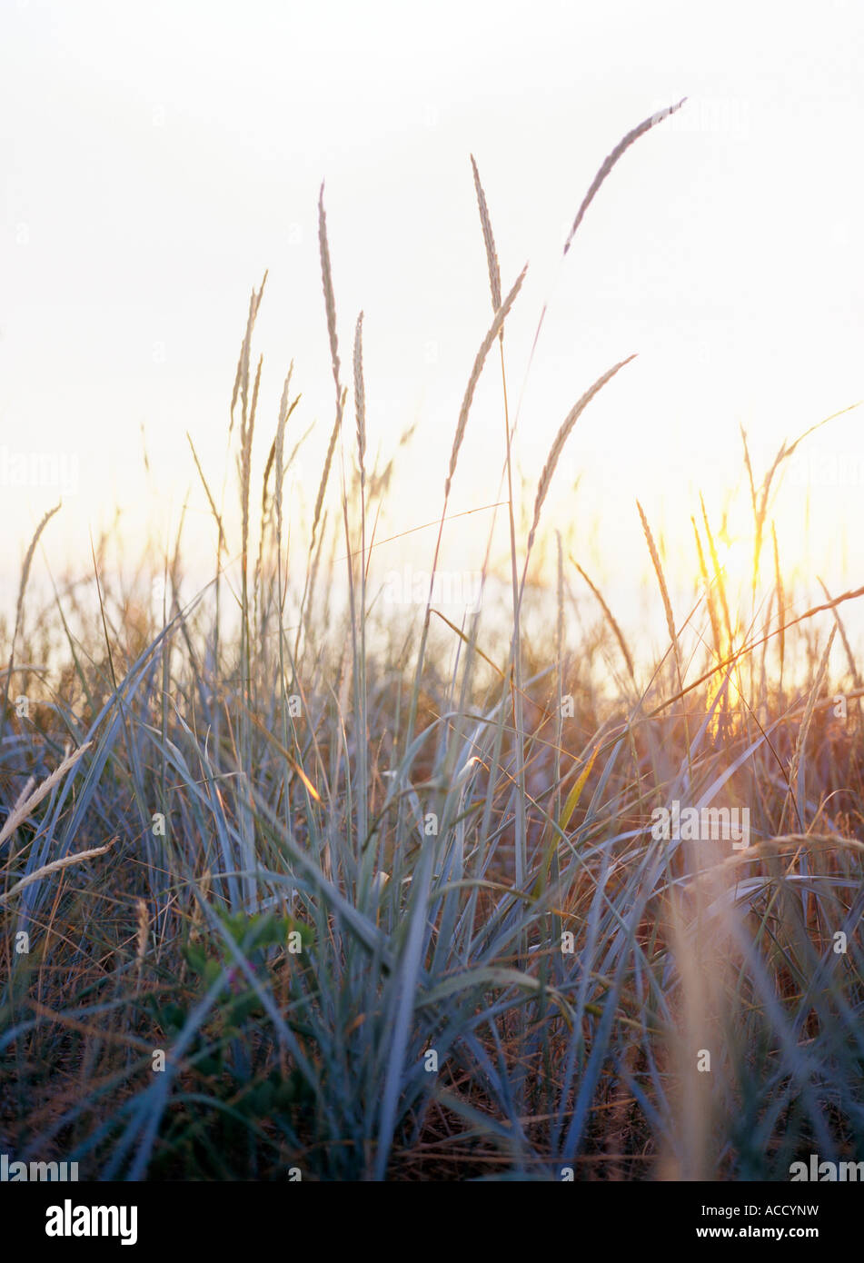 Grass photographed against the light Stock Photo - Alamy