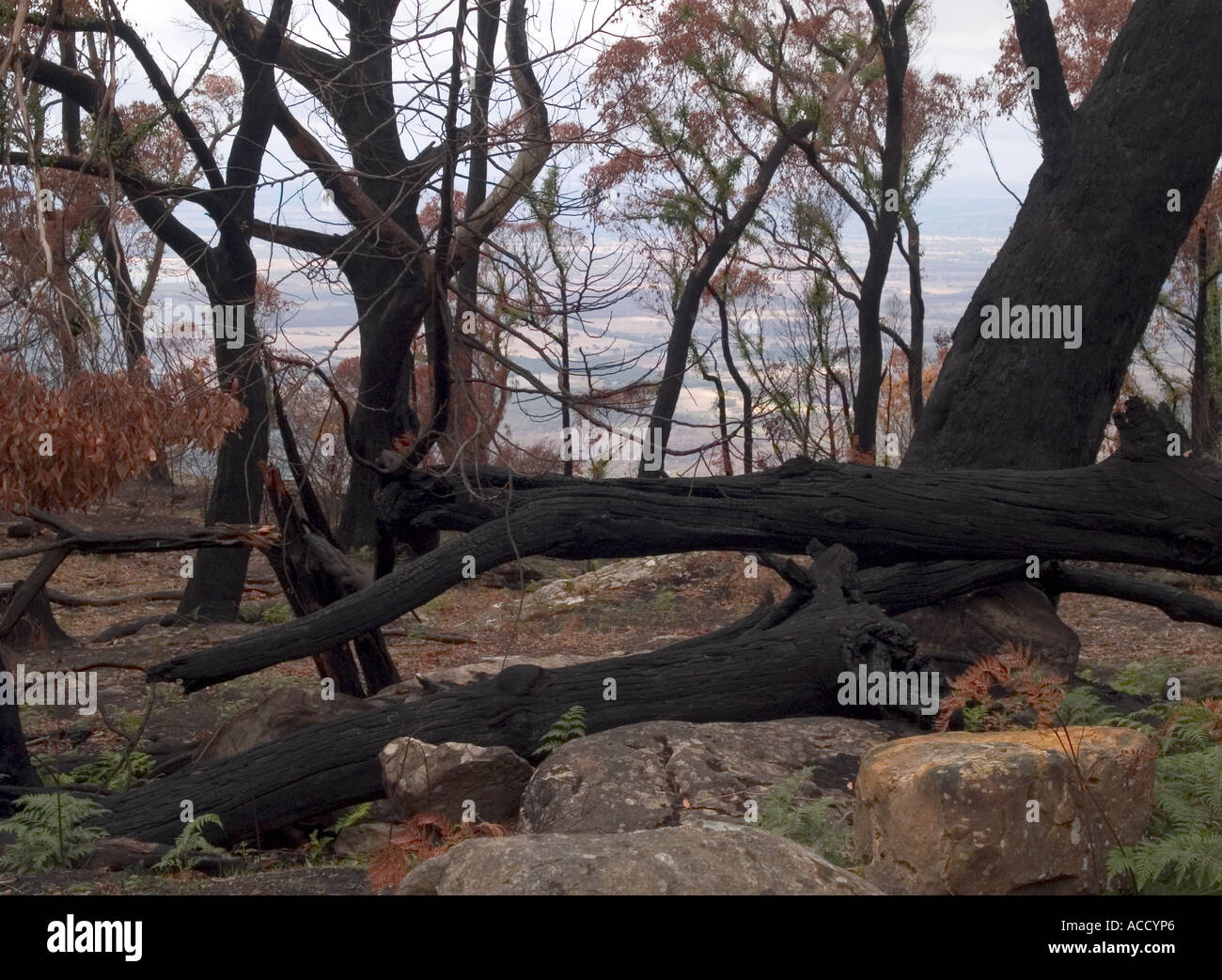 FIRE DAMAGED AND SCORCHED TREES NEAR THE BOROKA LOOKOUT, MOUNT ...