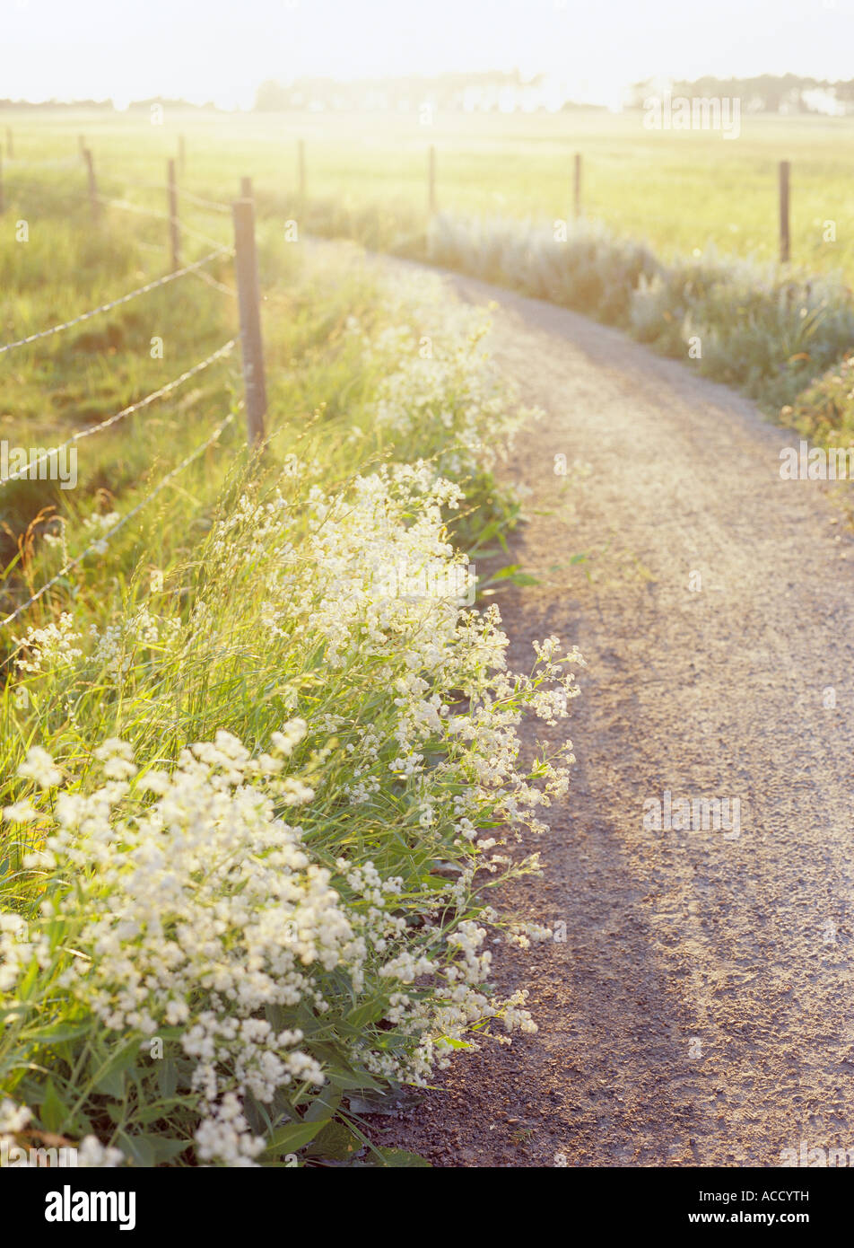 A road in sunlight Stock Photo - Alamy