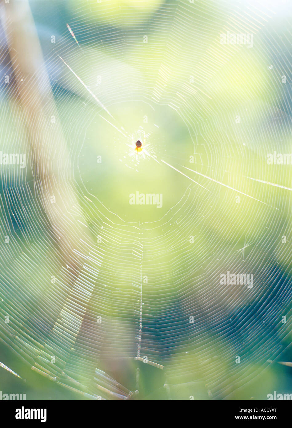 A spider in a cobweb Stock Photo - Alamy
