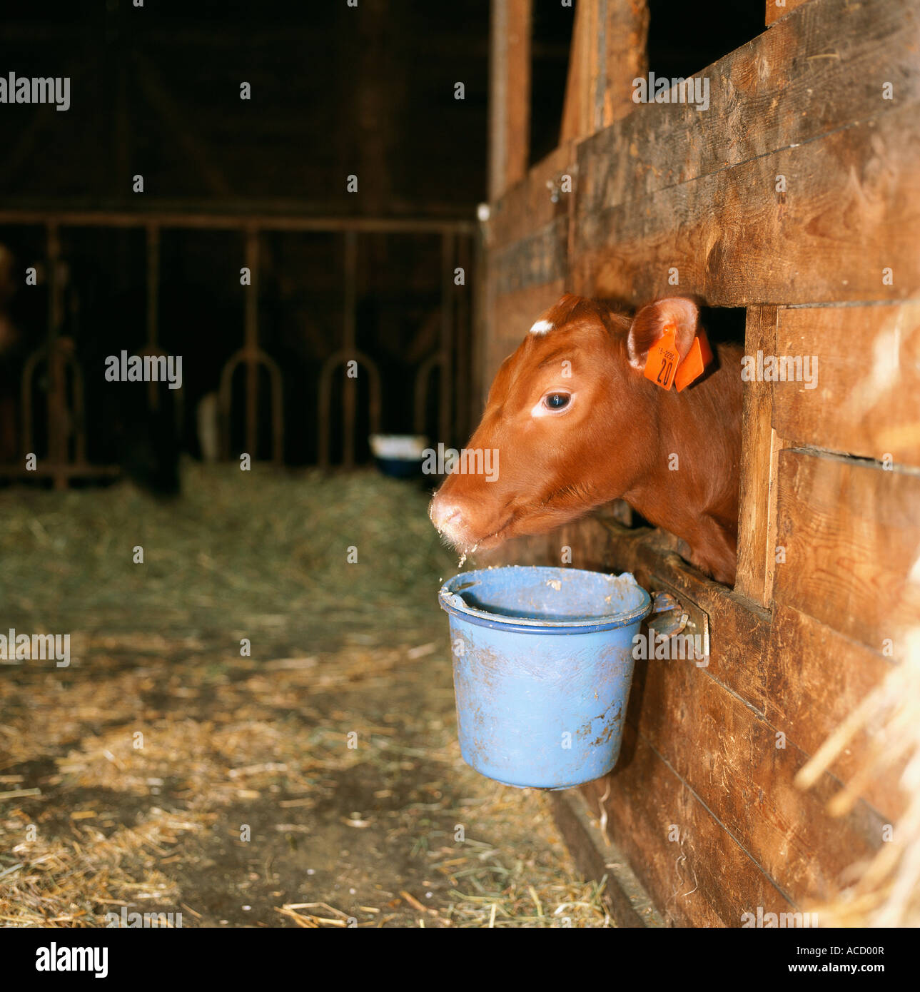 Cow head bucket hi-res stock photography and images - Alamy