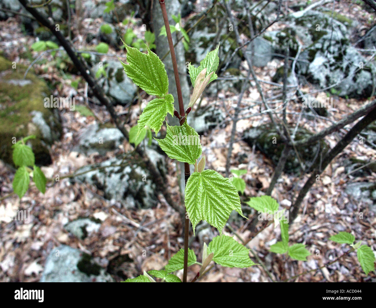 Maple Tree Buds Stock Photo - Alamy
