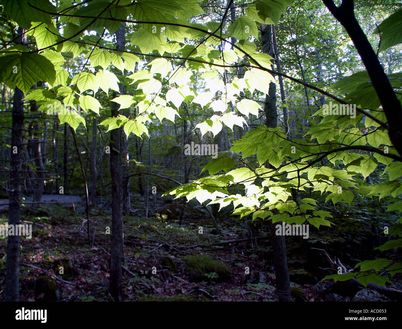 Sun shining through Maple Tree Stock Photo - Alamy