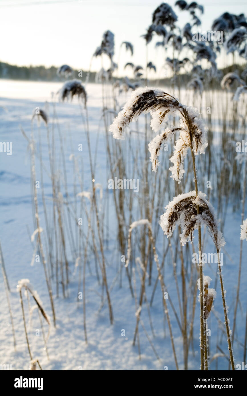 Reed in a winter landscape Stock Photo - Alamy