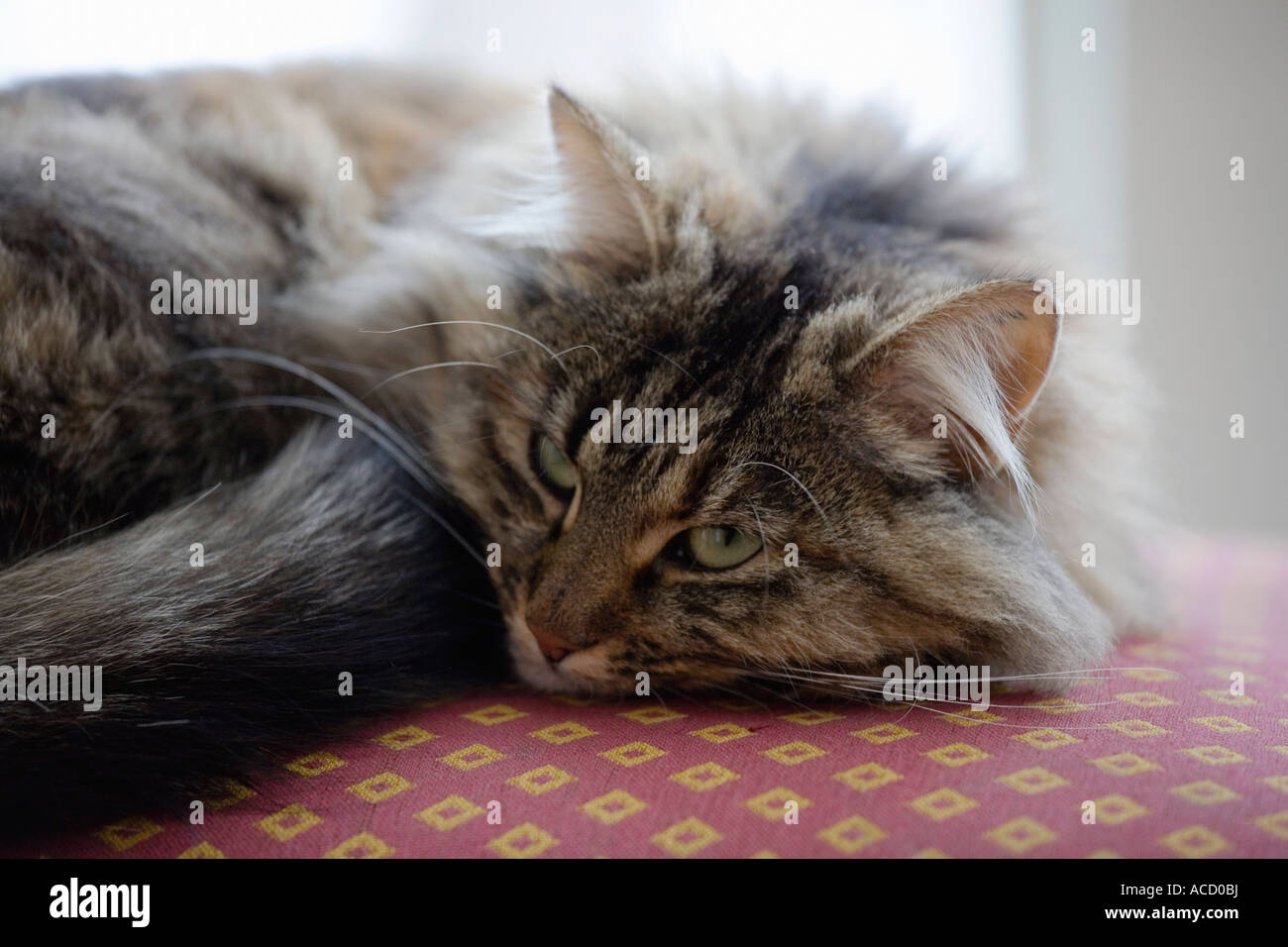 A resting cat Stock Photo - Alamy