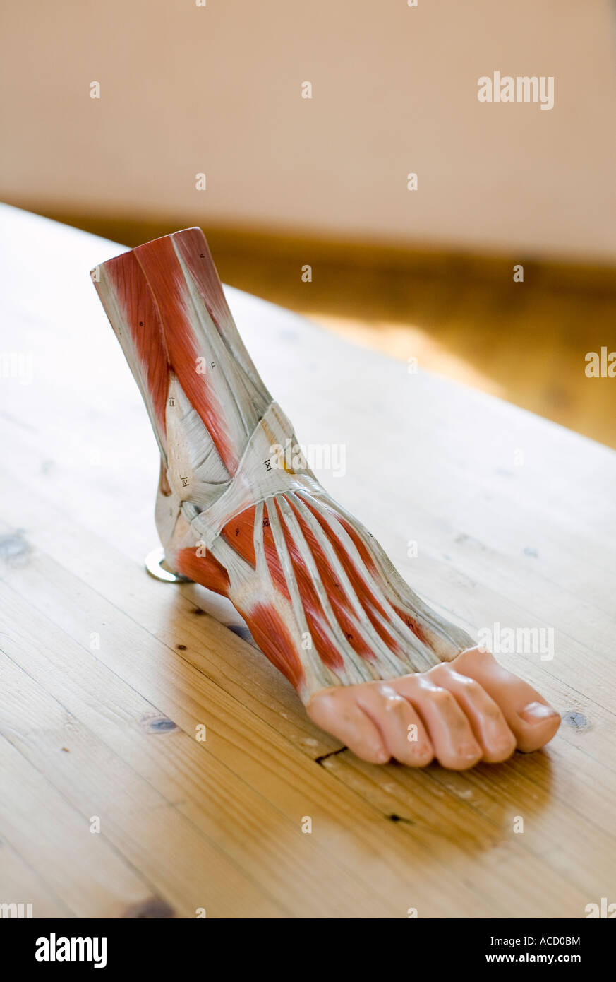 Anatomical model of a foot Stock Photo - Alamy