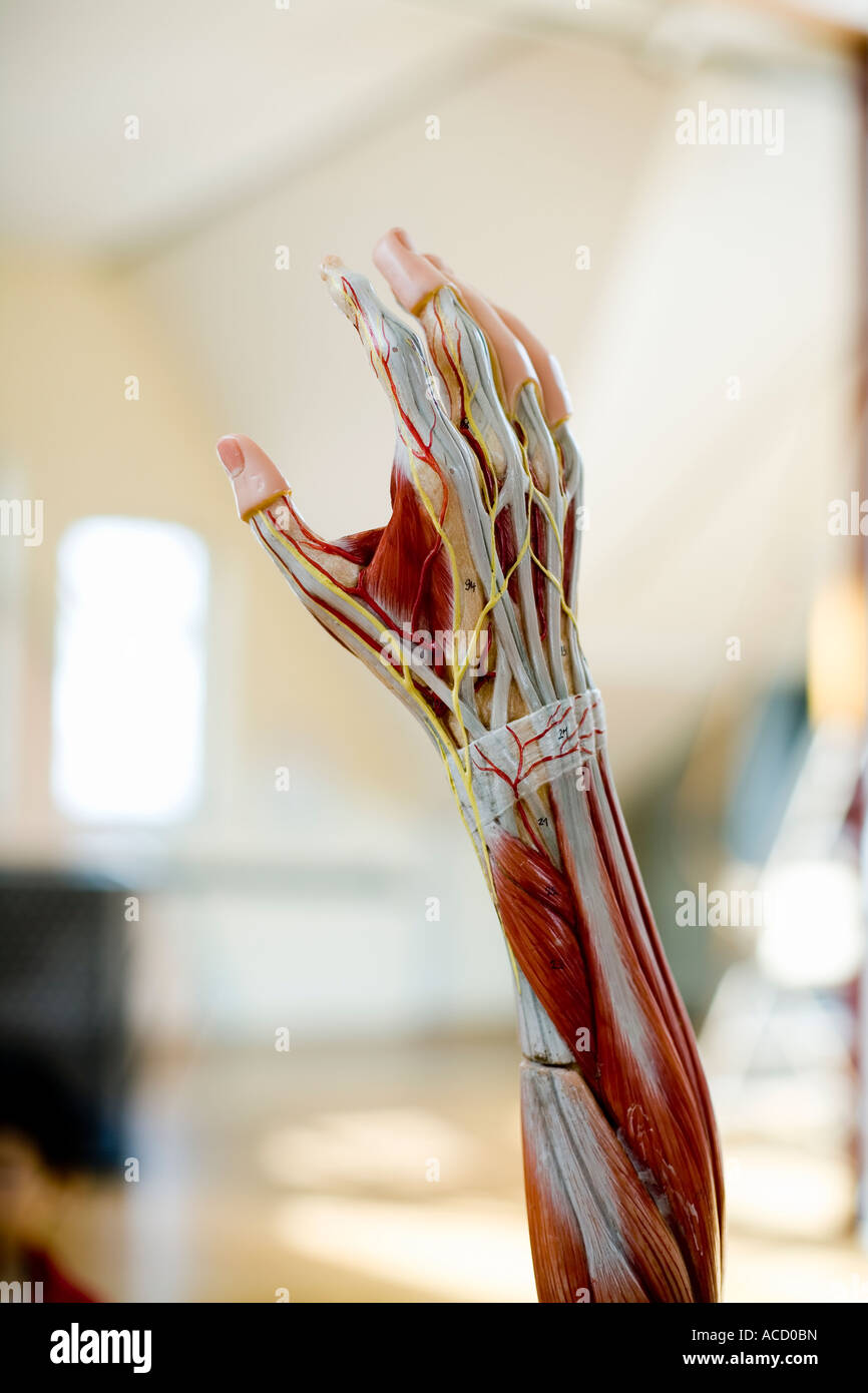 Anatomical model of an arm Stock Photo - Alamy