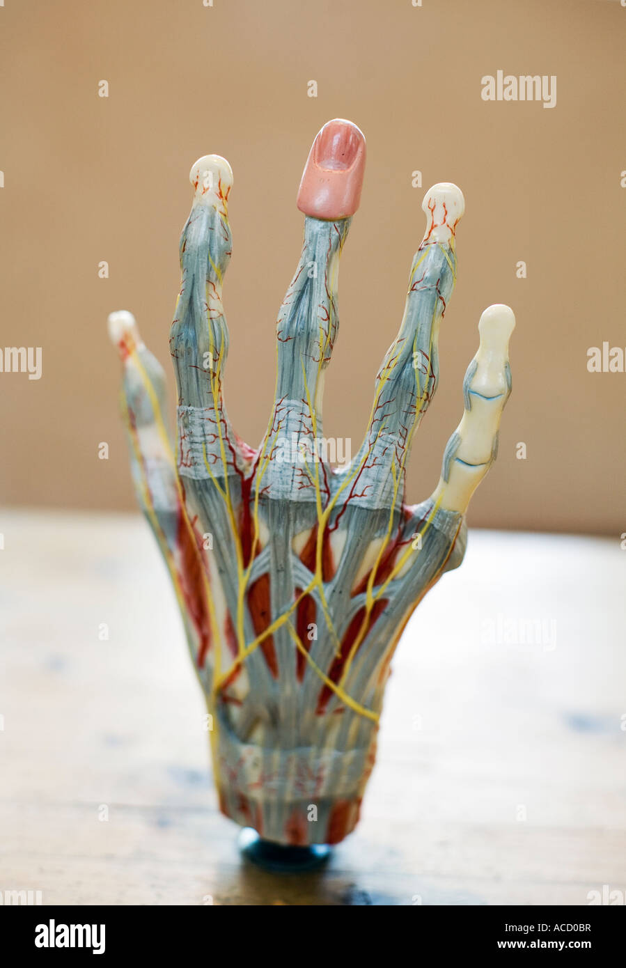 Anatomical model of a hand Stock Photo - Alamy