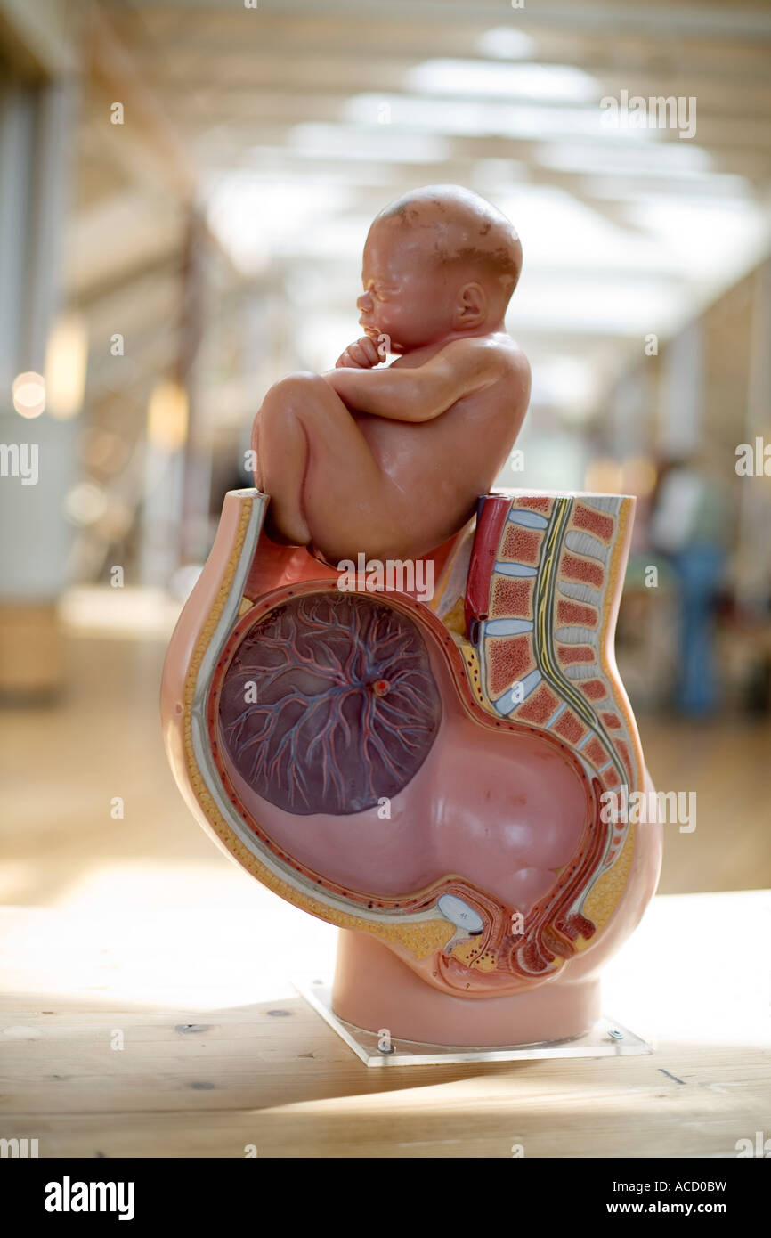 Anatomical model of a foetus and a stomach Stock Photo - Alamy