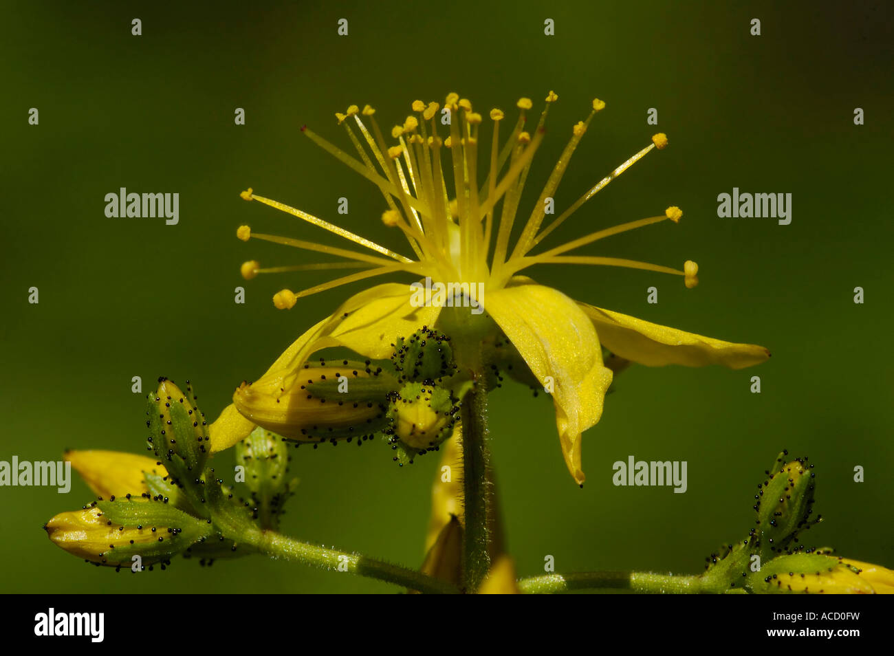 Hairy st johns wort hi-res stock photography and images - Alamy