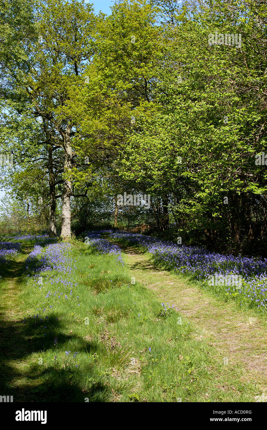 Path through bluebell wood Foxley Norfolk Stock Photo - Alamy