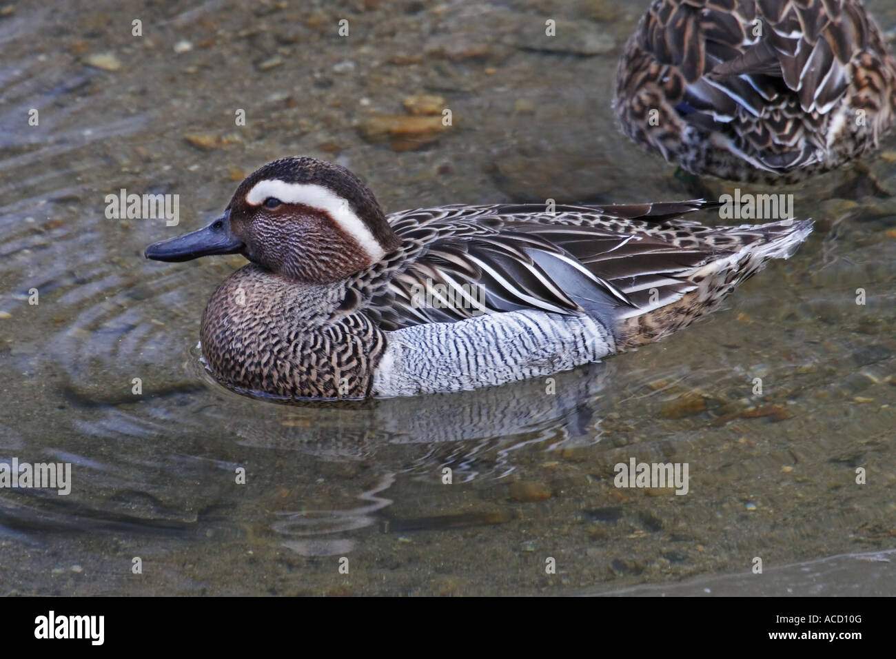 Knäkente, Anas querquedula Stock Photo - Alamy