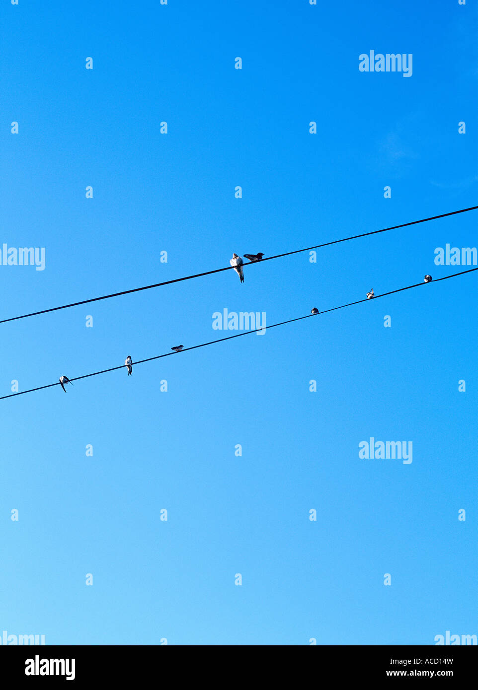 Birds on a wire Stock Photo - Alamy