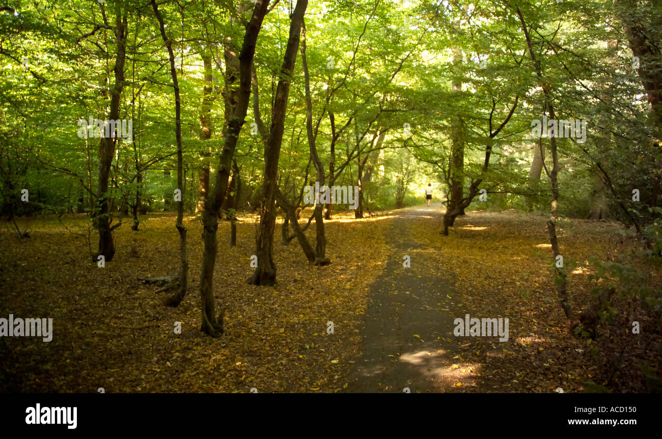 Highgate wood muswell hill north london hi-res stock photography and ...