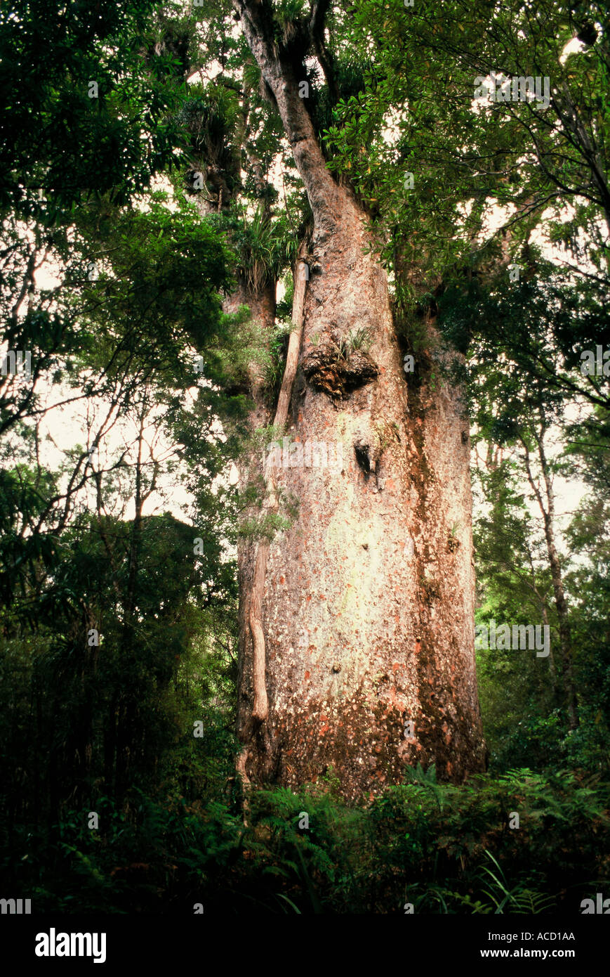 Kauri tree Te Matua Ngahere Stock Photo - Alamy