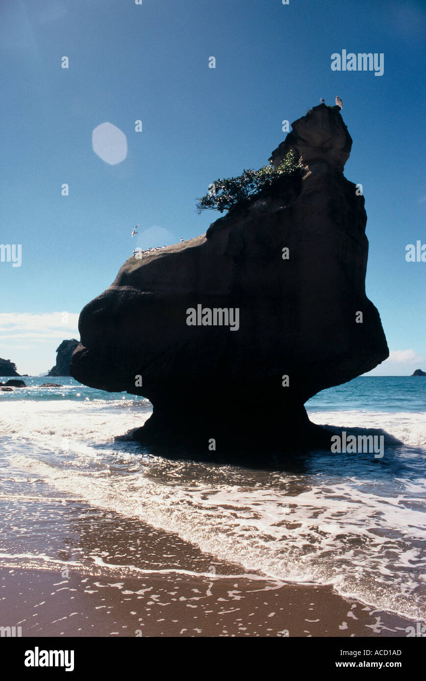Rocks and sea birds Cathedral Cove, Coromandel Peninsula New Zealand ...