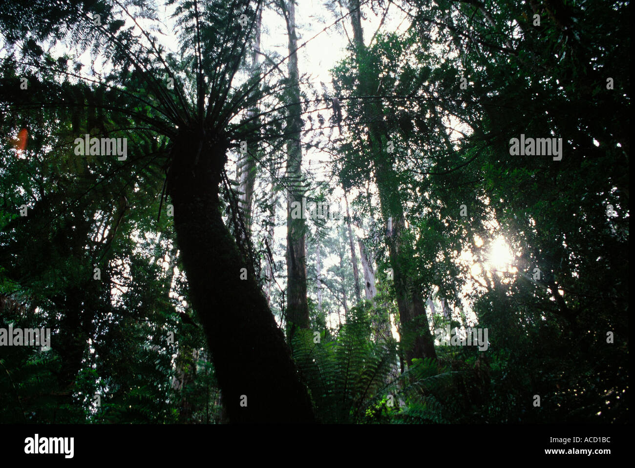 Giant ash tree hi-res stock photography and images - Alamy