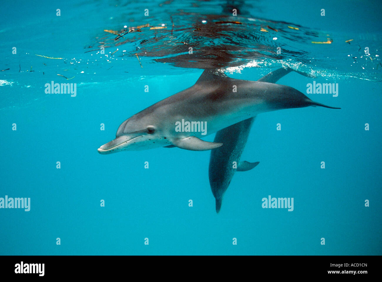 Atlantic spotted dolphin Stenella frontalis Bahamas Atlantic Ocean ...
