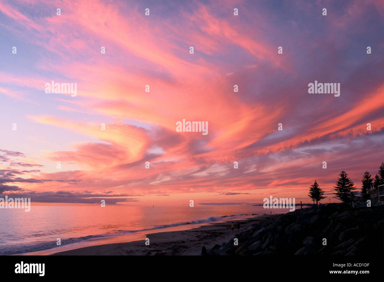 Curved clouds and pine trees by the sea Stock Photo - Alamy
