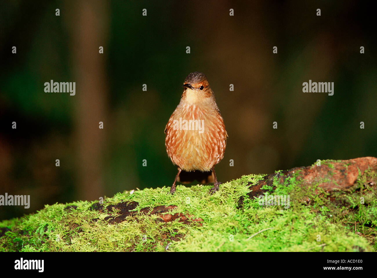 Tree creeper cute bird hi-res stock photography and images - Alamy